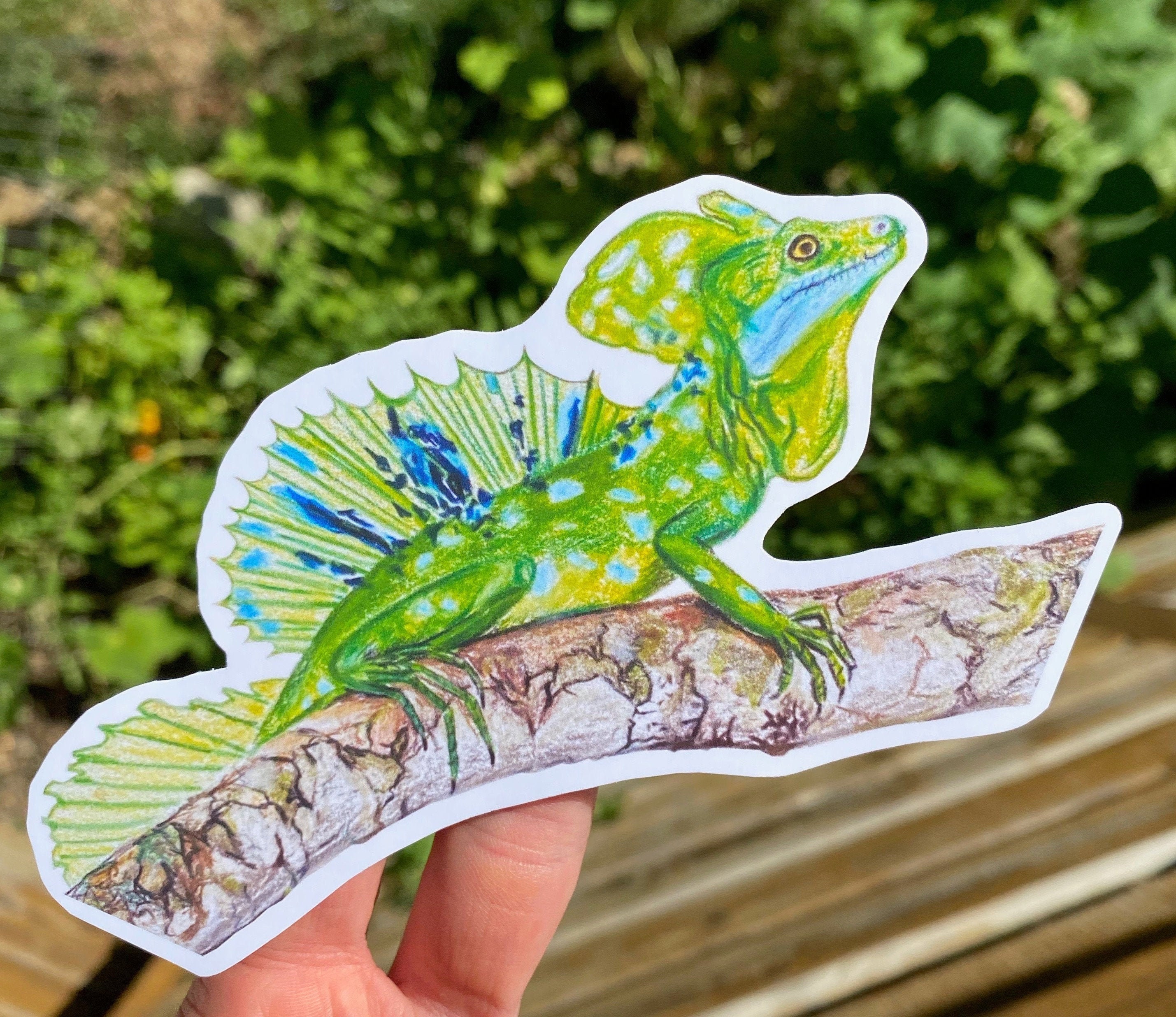 Basilisk Lizard Drawing