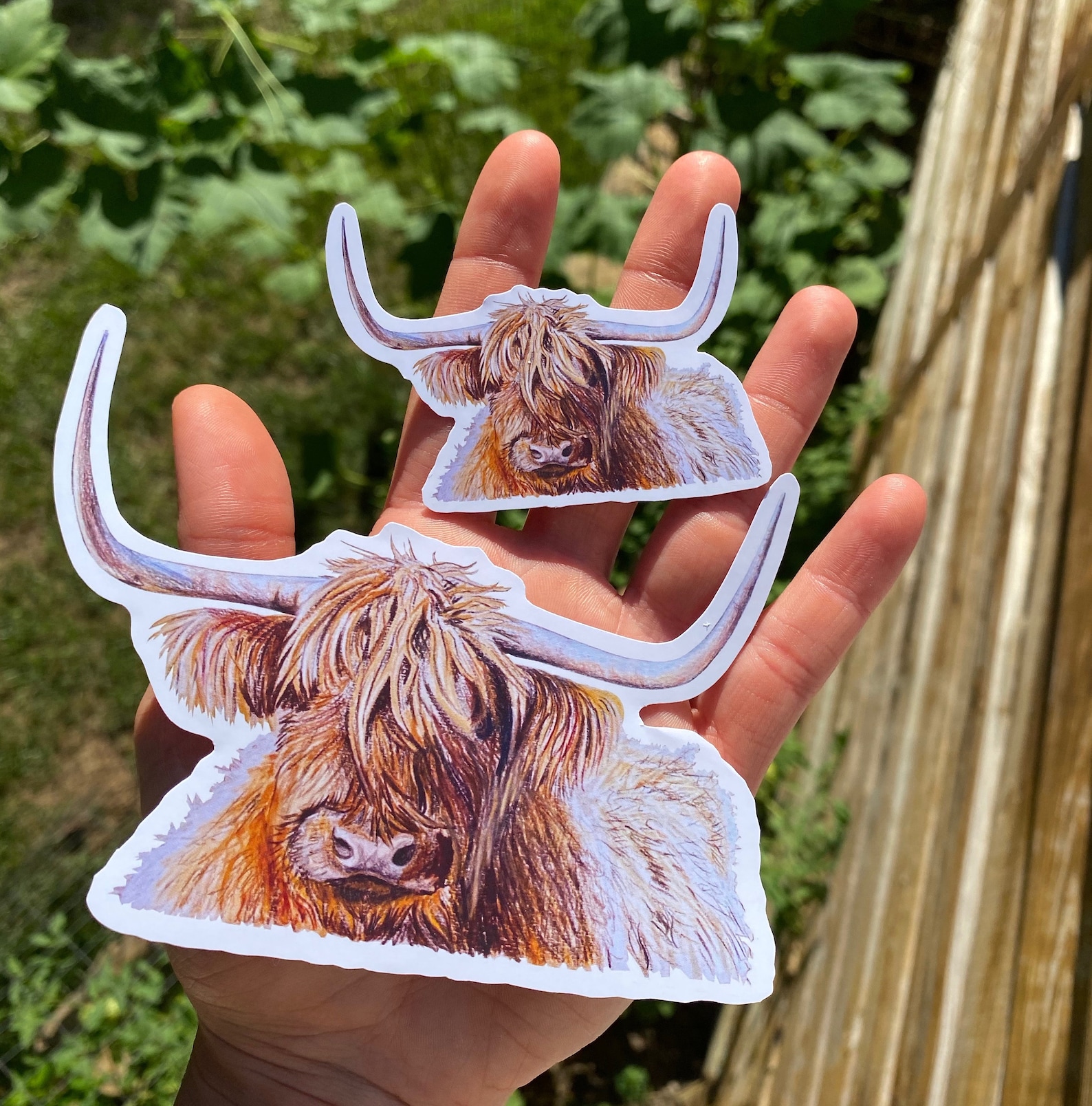Highland Cow Sticker: Colored Pencil Scottish Cattle Art - Etsy