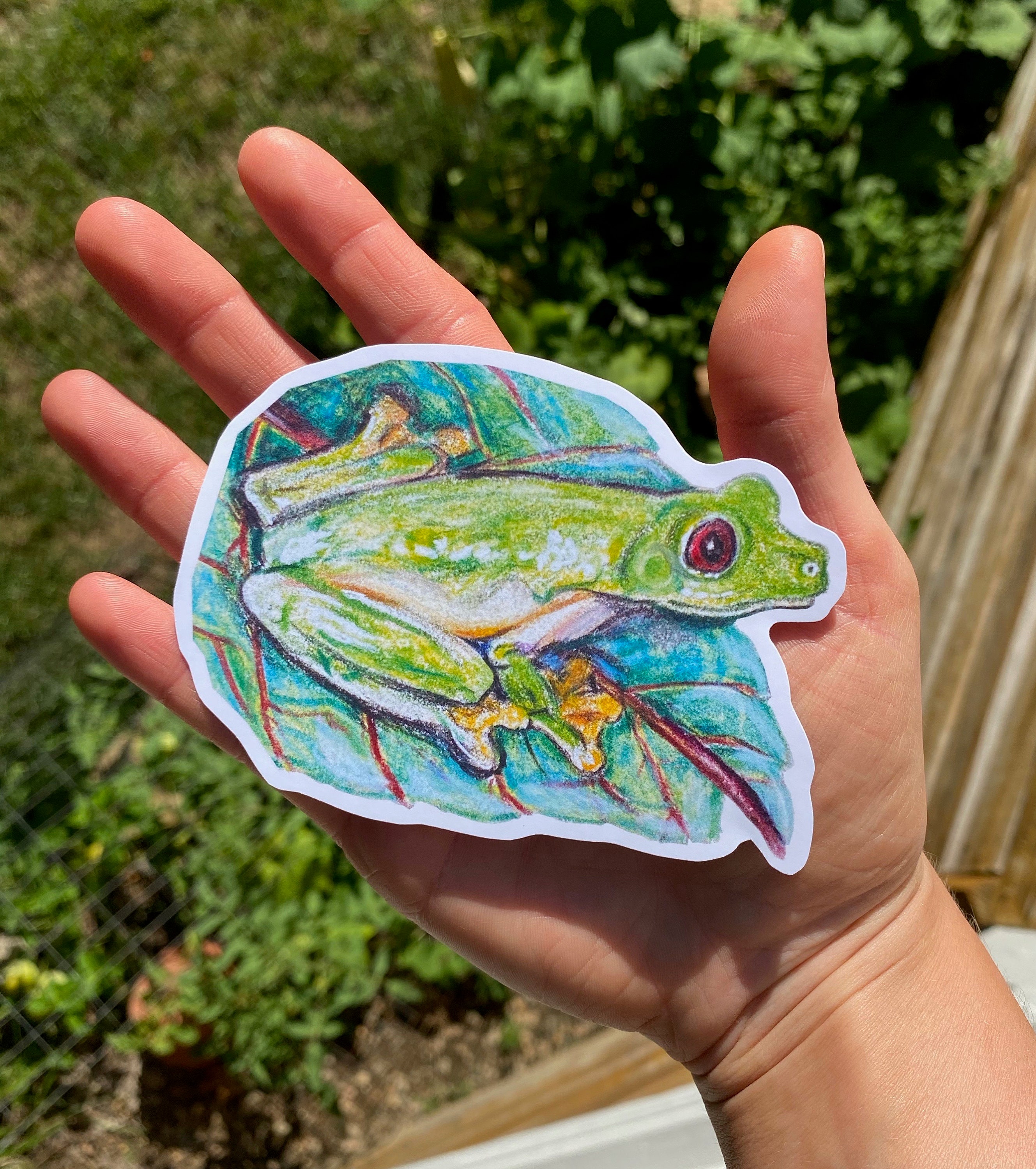 Red Eyed Tree Frog Sticker Colored Pencil Tree Frog Original - Etsy