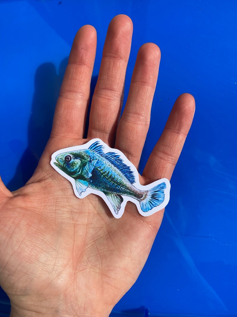 Fish Croaker Sticker, Colored Pencil Wild Animal Croaker Original ...