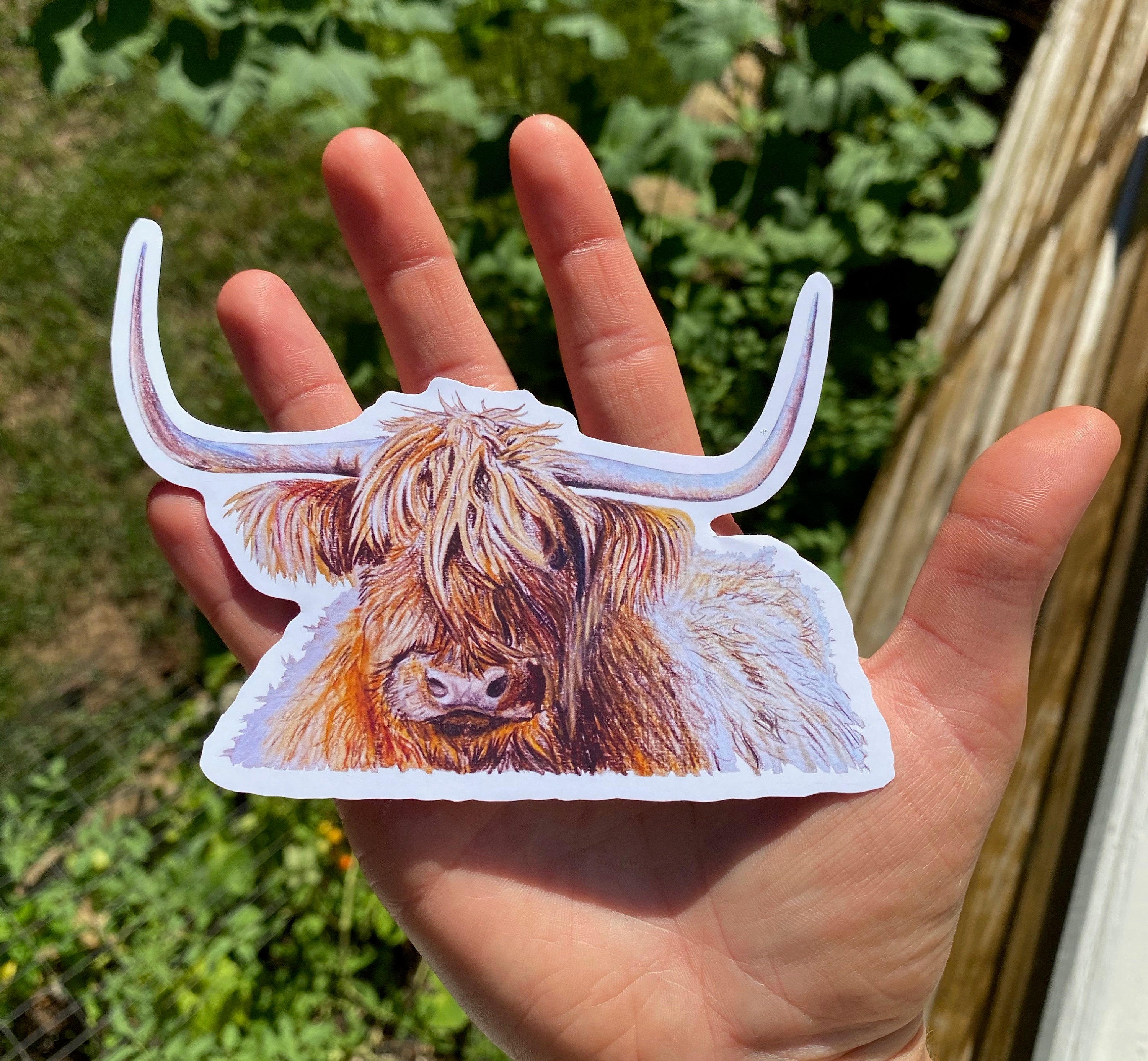 Highland Cow Sticker Colored Pencil Scottish Highland Cattle | Etsy