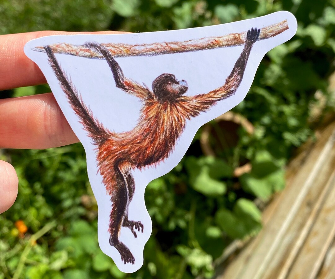Spider Monkey Sticker, Colored Pencil Animal Drawing, Jungle Wildlife ...