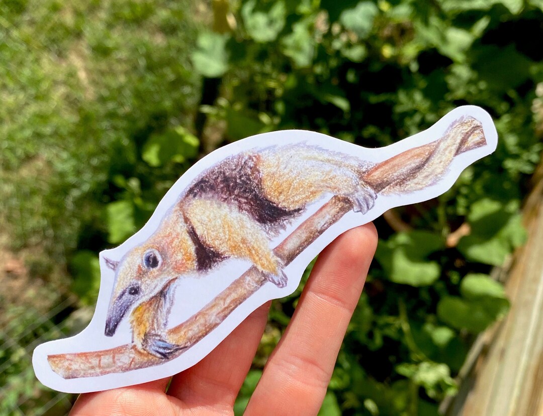 Anteater Sticker, Colored Pencil Animal Drawing, Jungle Wildlife Art ...