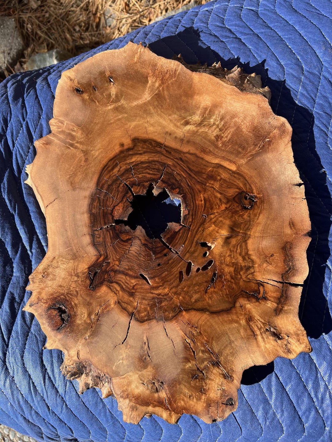 Black Walnut Cookie Live Edge Slab Oval Slice Rustic Wedding Decor ...