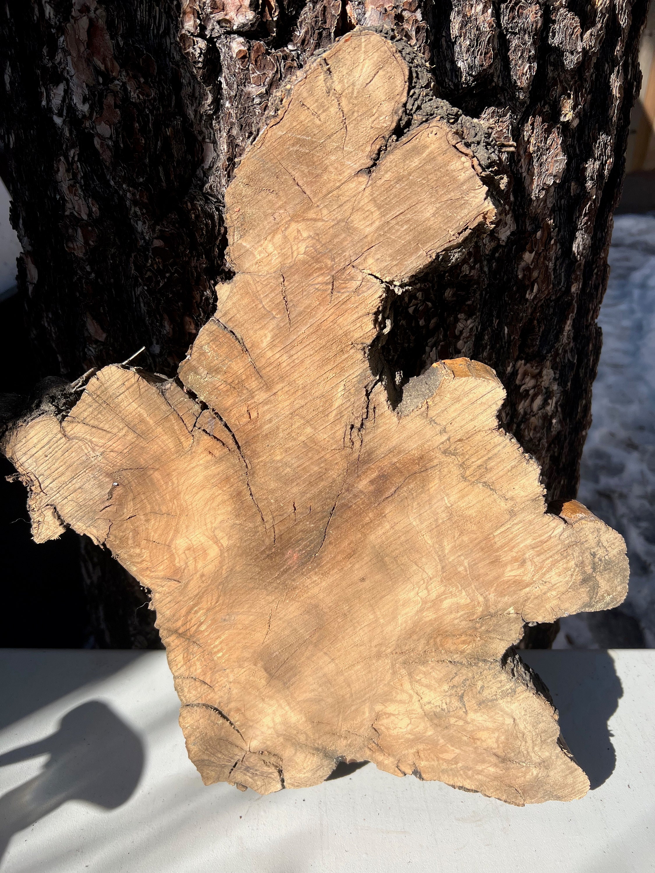 Live Edge Olive Wood Cookie Slab, So. California Olive Wood, Wood ...