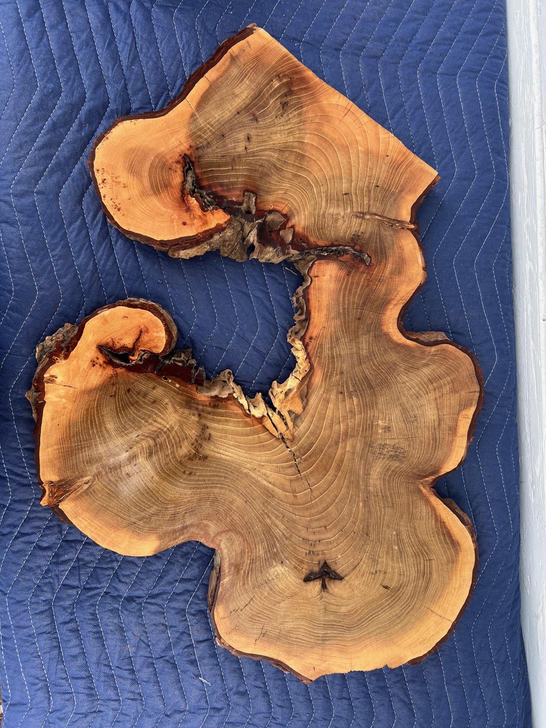 Pecan Cookie Live Edge Slab Slice Rustic Wedding Decor Epoxy Resin Wood ...