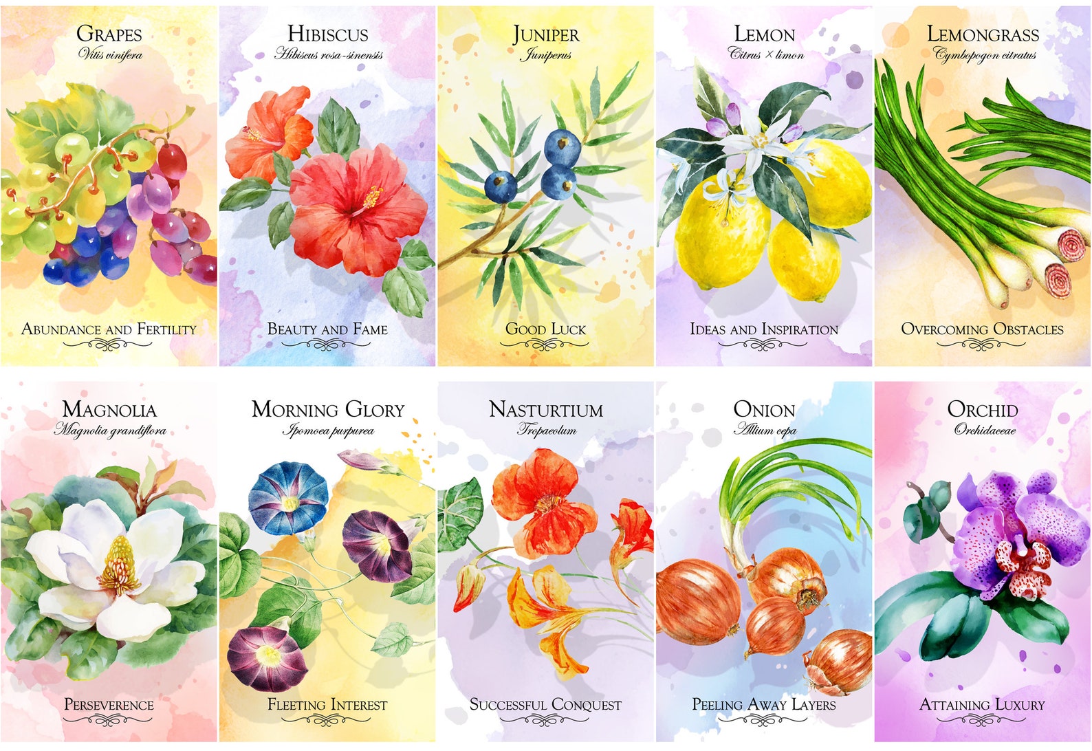 Botanical Messages Flower Oracle Deck Tarot Deck Floral BM - Etsy Canada