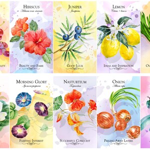 Botanical Messages Flower Oracle Deck Tarot Deck Floral BM - Etsy Canada