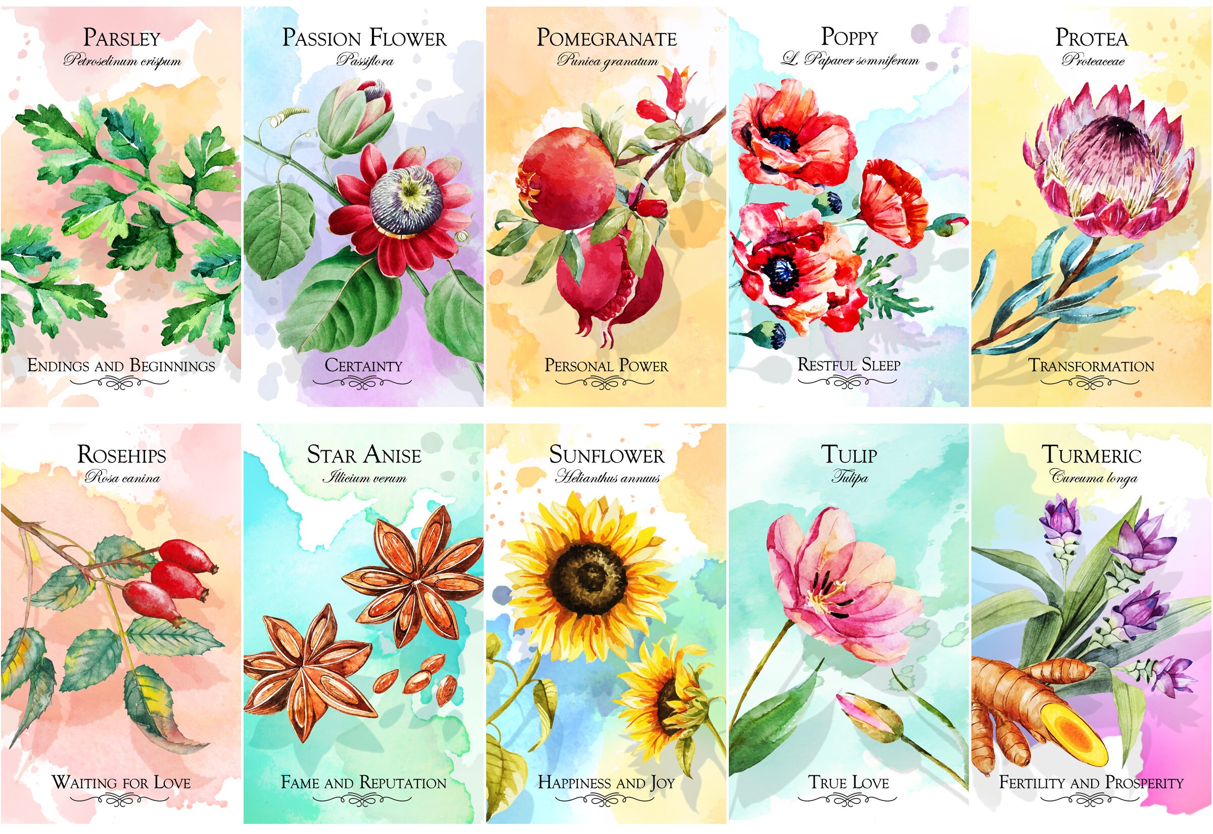 Botanical Messages Flower Oracle Deck Tarot Deck Floral BM - Etsy Canada