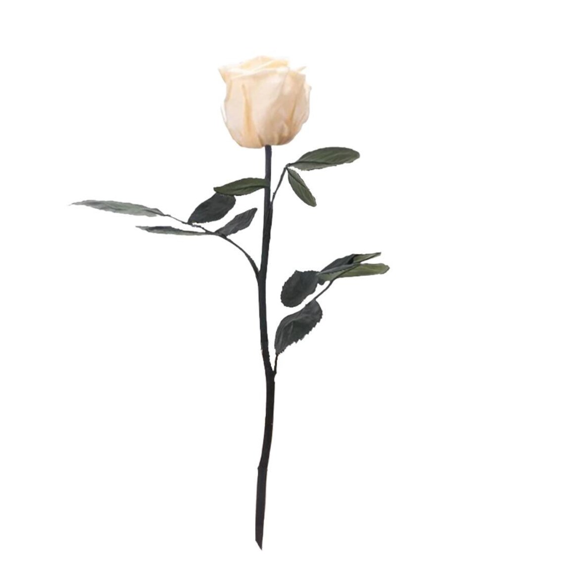 Premium Long Stem Preserved Roses Lasting 1 to 3 Years - Etsy UK