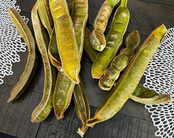Ice Cream Bean Fruit inga Edulis //100% Organic Grown From California ...