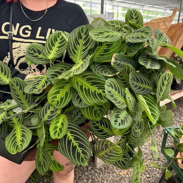Maranta Lemon Lime - Etsy