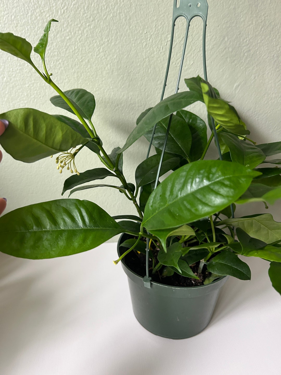 Hoya Shooting Star Hoya Multiflora Hanging Basket 6 - Etsy