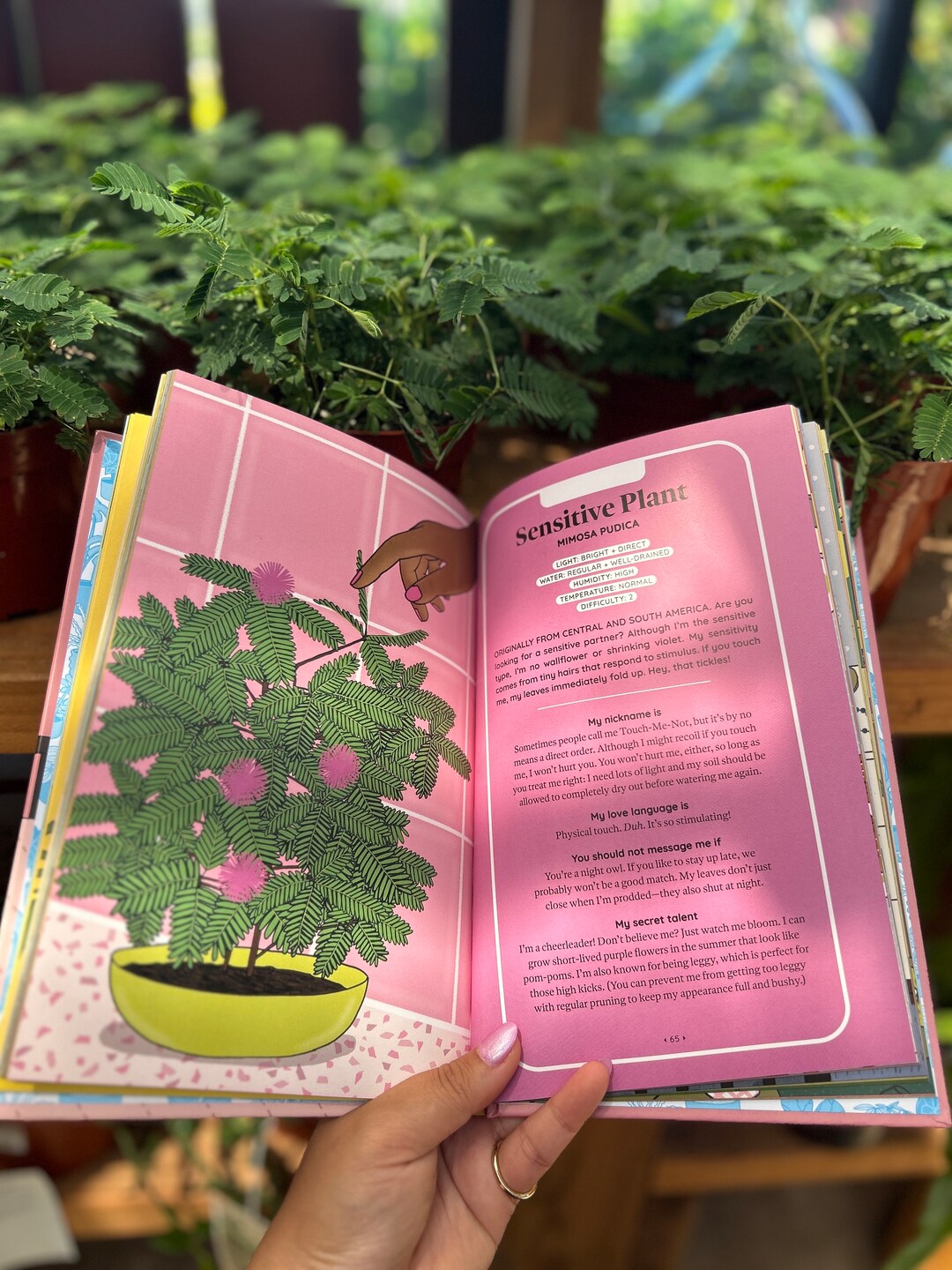 Mimosa Púdica Aka Sensitive Plant Aka Makahiya - Etsy