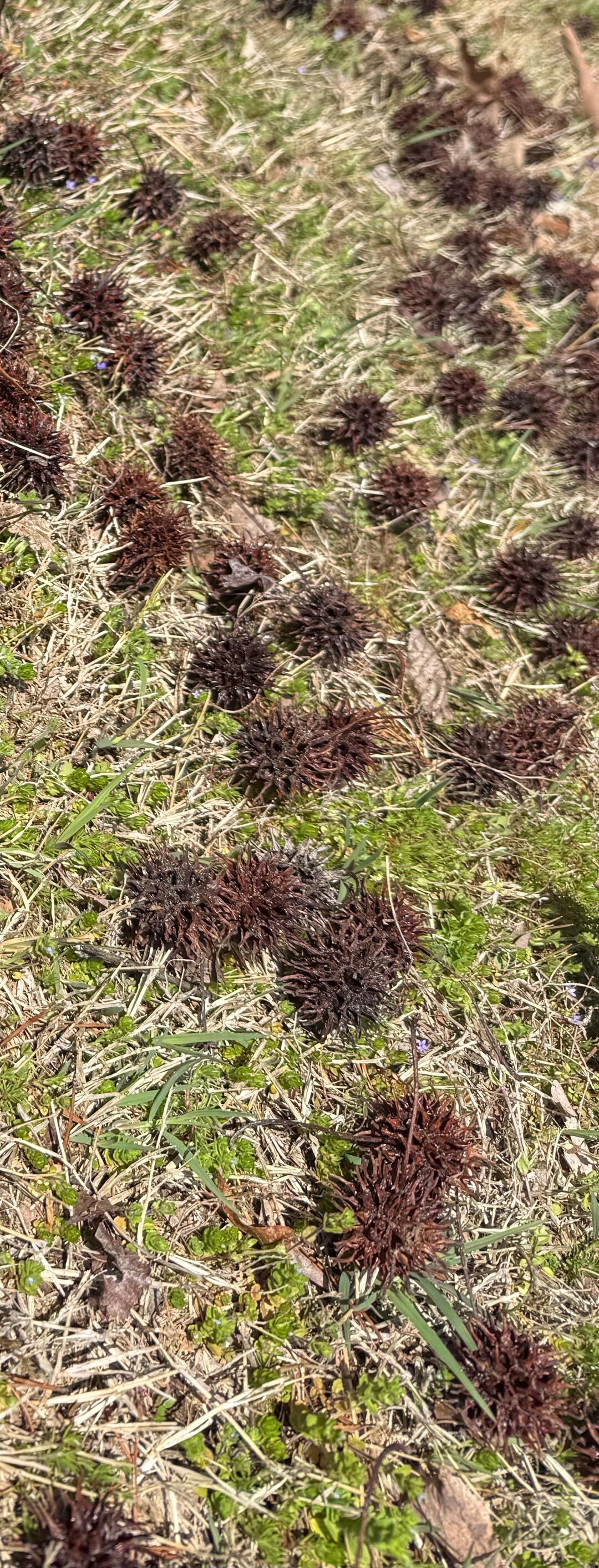 50 Sweet Gum Prickly Balls Can Be Used for Multiple Purposes. Dried ...