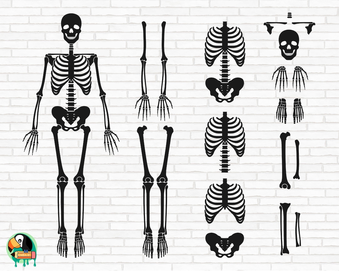 Skeleton Parts SVG, Skeleton Bones Svg, Body Parts Svg, Skeleton Parts ...