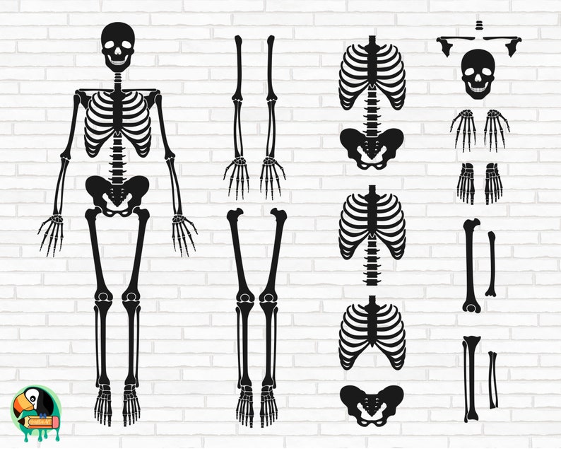 Skeleton Parts SVG, Skeleton Bones Svg, Body Parts Svg, Skeleton Parts ...