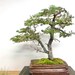 25 Mendocino Pygmy Cypress Seeds (w/ 10-year Bonsai Growing Guide ...