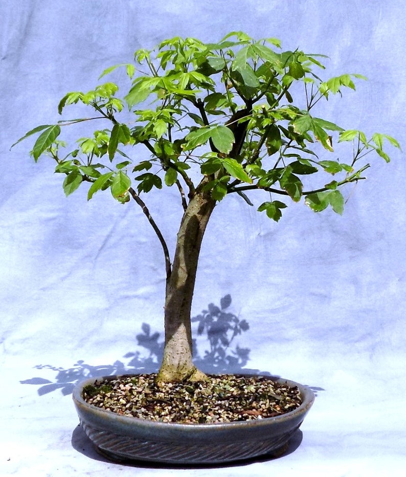 40 Boxelder Maple Seeds (w/ 10-year Bonsai Growing Guide) / Acer ...