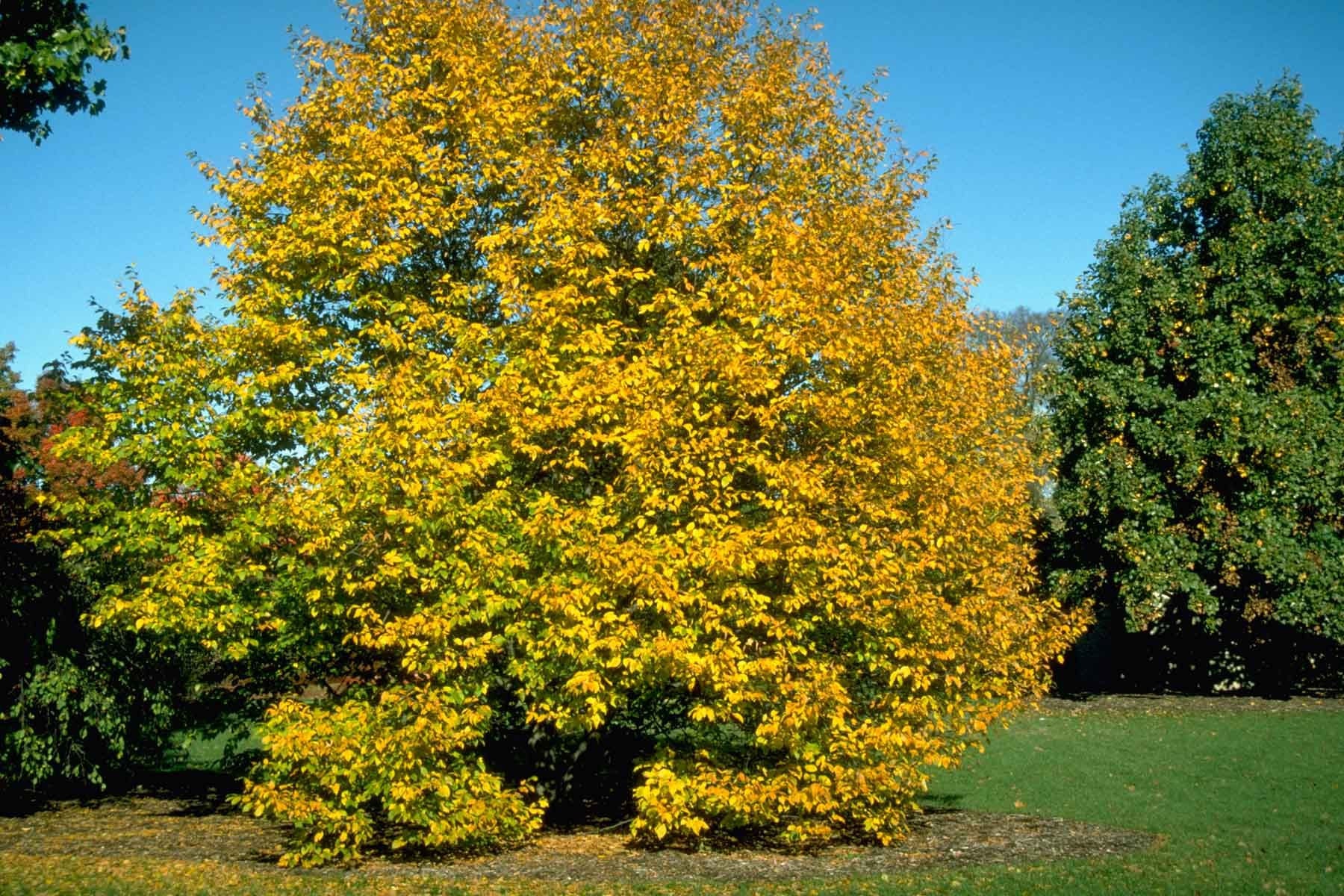 40 American Hophornbeam Seeds (w/ 10-year Bonsai Growing Guide ...