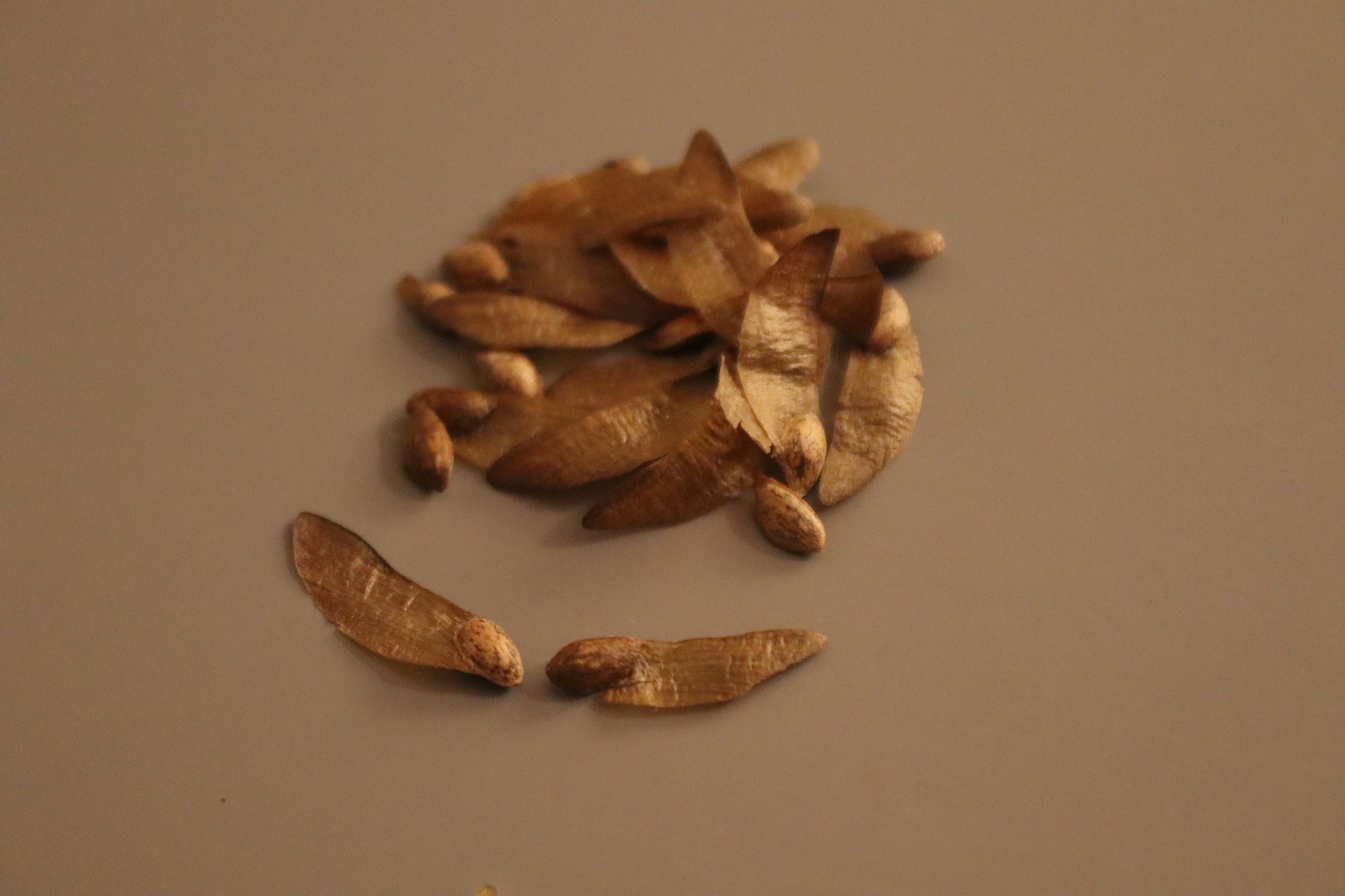 40 Eastern White Pine Seeds (w/ 10-year Bonsai Growing Guide) / Pinus ...