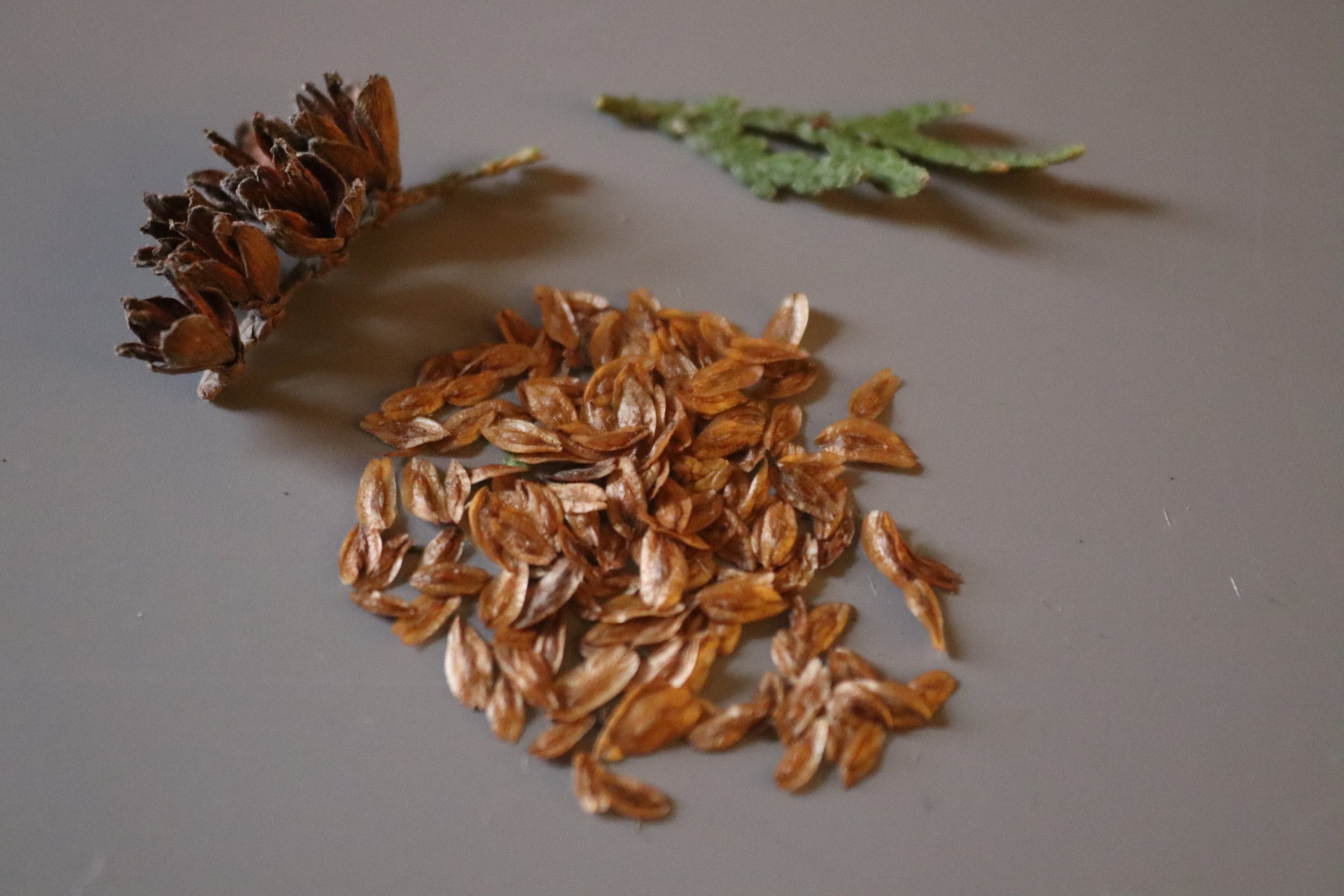 40 Eastern White Cedar Seeds (w/ 10-year Bonsai Growing Guide) / Thuja ...