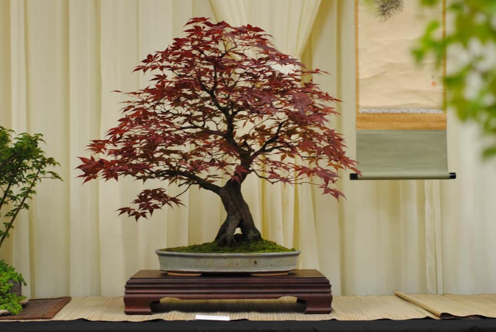 40 Japanese Maple 'bloodgood" Seeds (w/ 10-year Bonsai Growing Guide ...