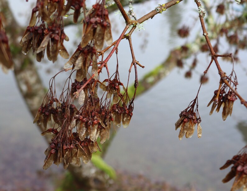 40 Trident Maple Seeds (w/ 10-year Bonsai Growing Guide) / Acer ...