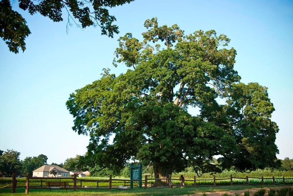 40 Sugar Maple Seeds w/ 10-year Bonsai Growing Guide / Acer Saccharum ...