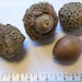 15 Burr Oak Seeds (w/ 10-year Bonsai Growing Guide) / Quercus ...
