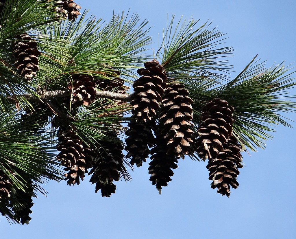 40 Eastern White Pine Seeds (w/ 10-year Bonsai Growing Guide) / Pinus ...