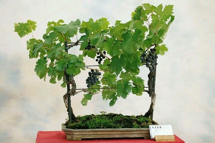 Grape Bonsai