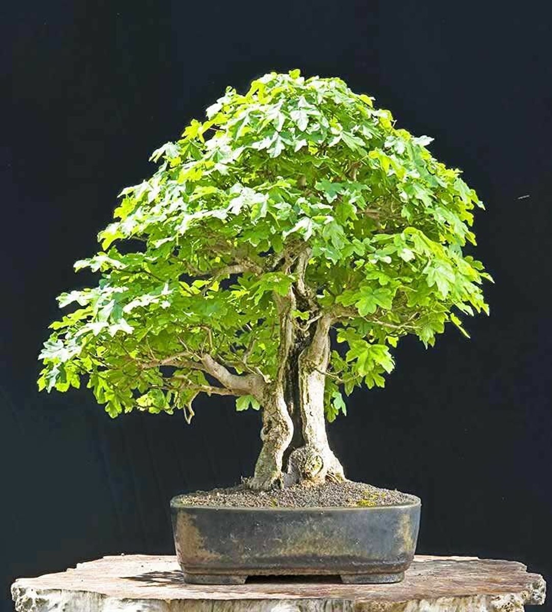 50 Hedge Maple Seeds (w/ 10-year Bonsai Growing Guide) / Acer Campestre ...