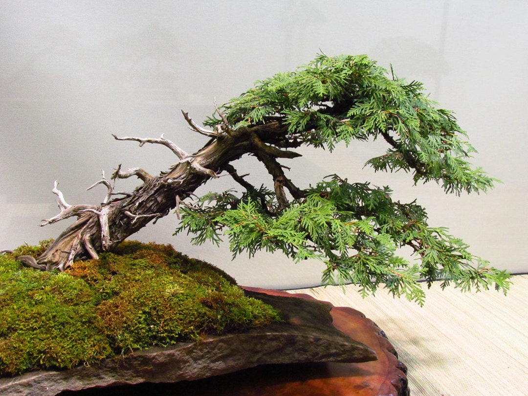 40 Eastern White Cedar Seeds (w/ 10-year Bonsai Growing Guide) / Thuja ...