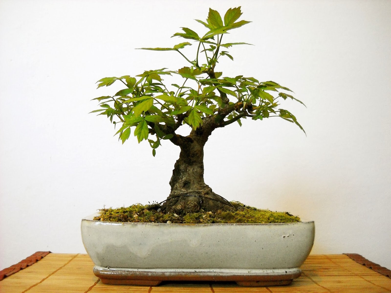 40 Boxelder Maple Seeds (w/ 10-year Bonsai Growing Guide) / Acer ...