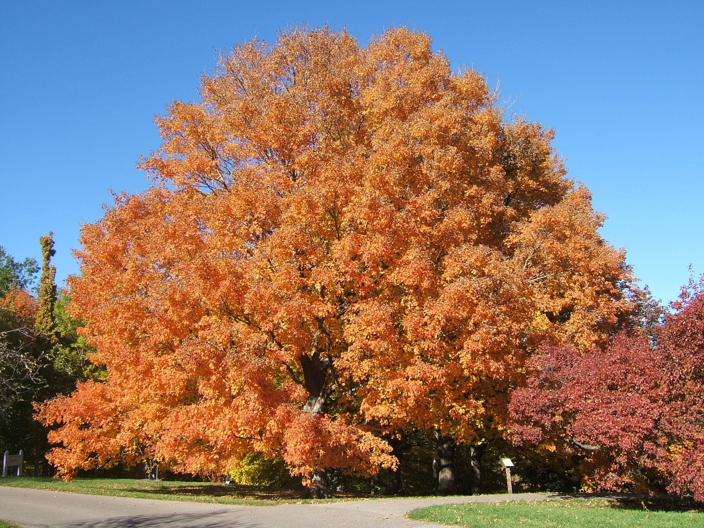 40 Silver Maple Seeds (w/ 10-year Bonsai Growing Guide) / Acer ...