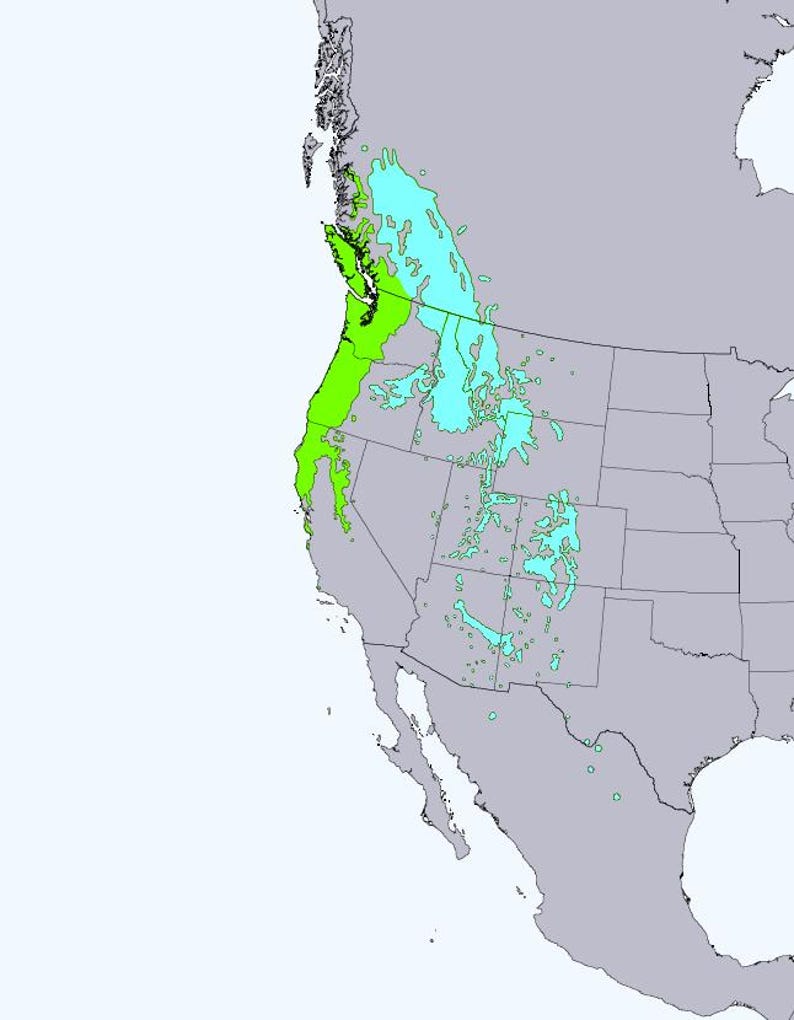 20 Douglas Fir Seeds (w/ 10-year Bonsai Growing Guide) / Pseudotsuga ...
