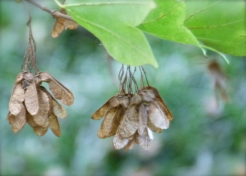 40 Trident Maple Seeds w/ 10-year Bonsai Growing Guide / Acer ...