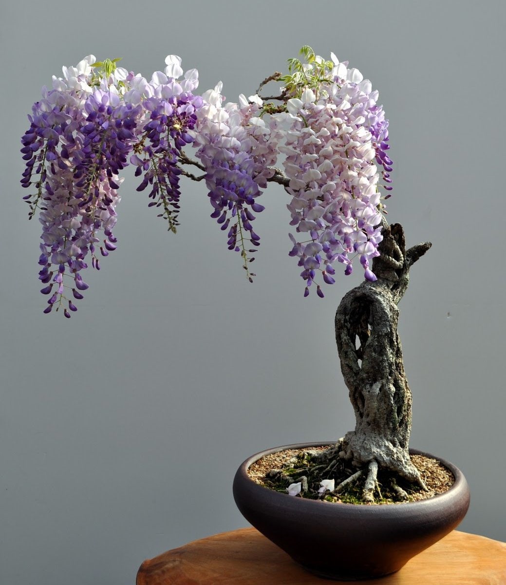 Tree Wisteria - Bolusanthus Speciosus