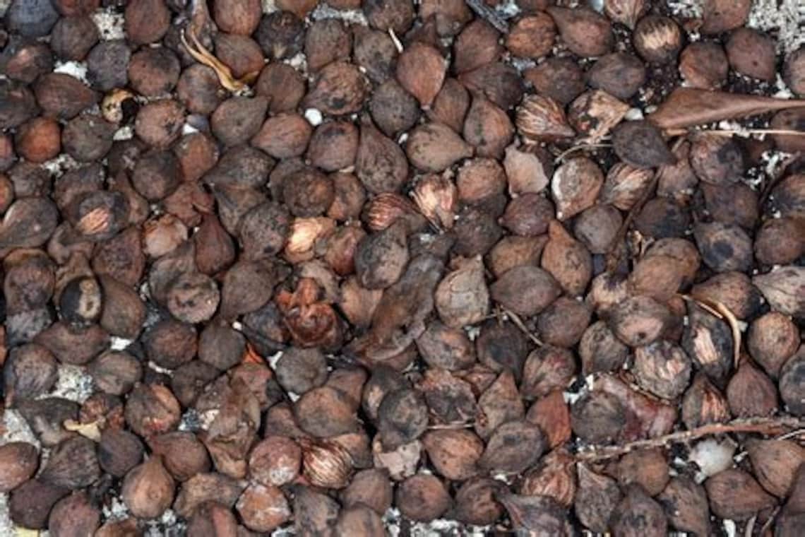 20 Sea Grape Seeds (w/ 10-year Bonsai Growing Guide) / Coccoloba ...