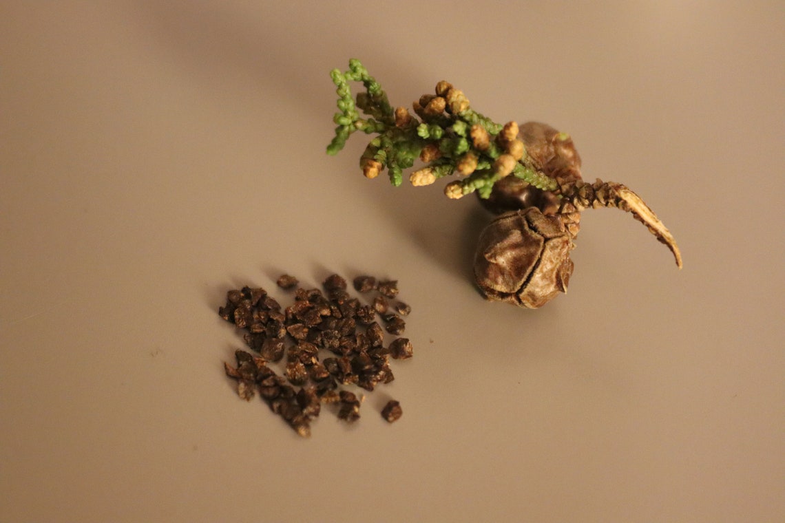 25 Mendocino Pygmy Cypress Seeds (w/ 10-year Bonsai Growing Guide ...