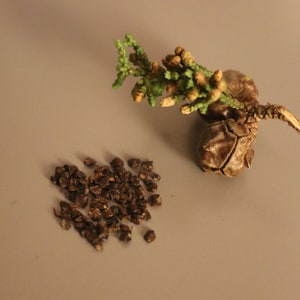 25 Mendocino Pygmy Cypress Seeds (w/ 10-year Bonsai Growing Guide ...