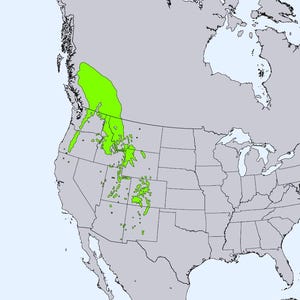 20 Engelman Spruce Seeds (w/ 10-year Bonsai Growing Guide) / Picea ...