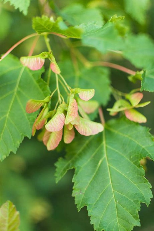 50 Amur Maple Seeds (w/ 10-year Bonsai Growing Guide) / Acer Ginnala ...