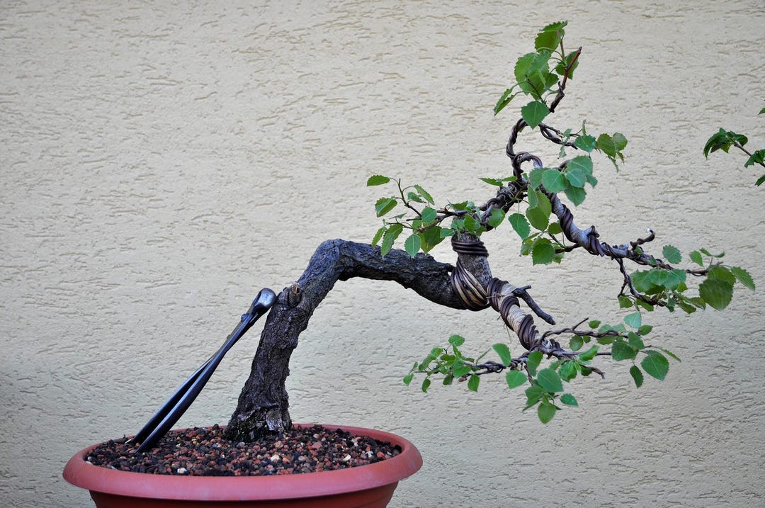 40 Eastern Cottonwood Seeds (w/ 10-year Bonsai Growing Guide) / Populus ...