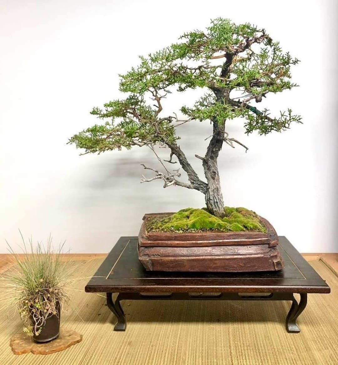 25 Mendocino Pygmy Cypress Seeds (w/ 10-year Bonsai Growing Guide ...