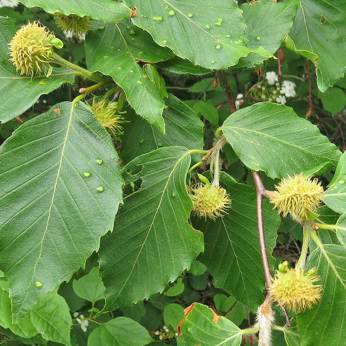15 American Beech Seeds (w/ 10-year Bonsai Growing Guide) / Fagus ...
