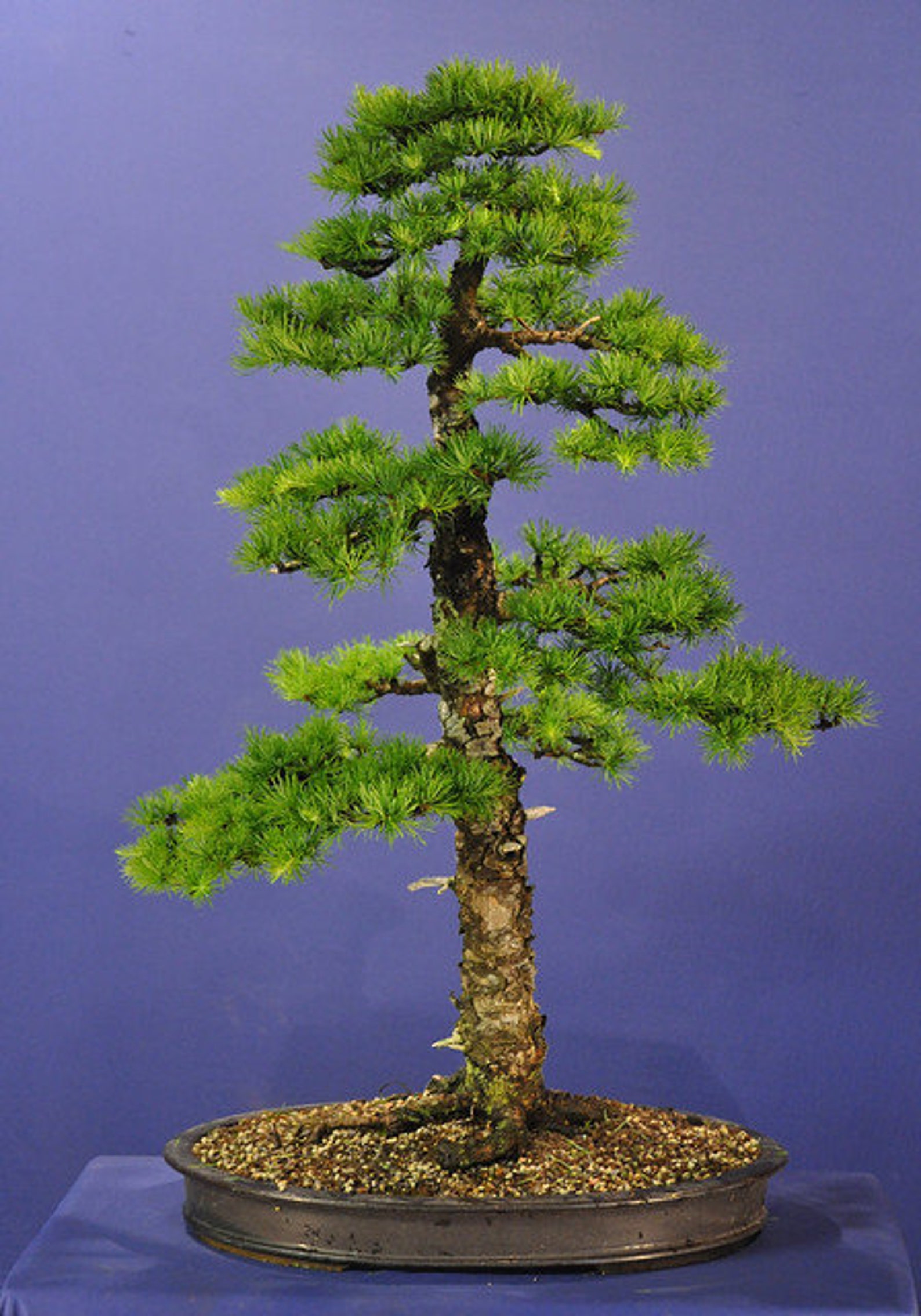 40 Japanese Larch Seeds (w/ 10-year Bonsai Growing Guide) / Larix ...