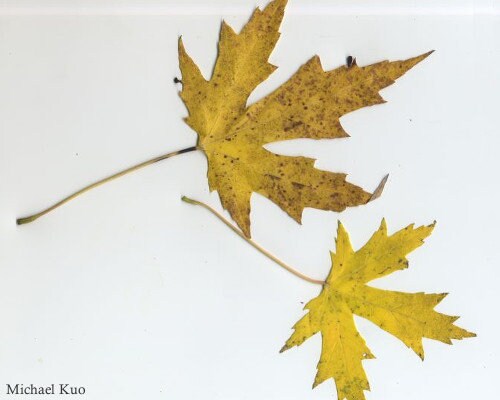 40 Silver Maple Seeds (w/ 10-year Bonsai Growing Guide) / Acer ...