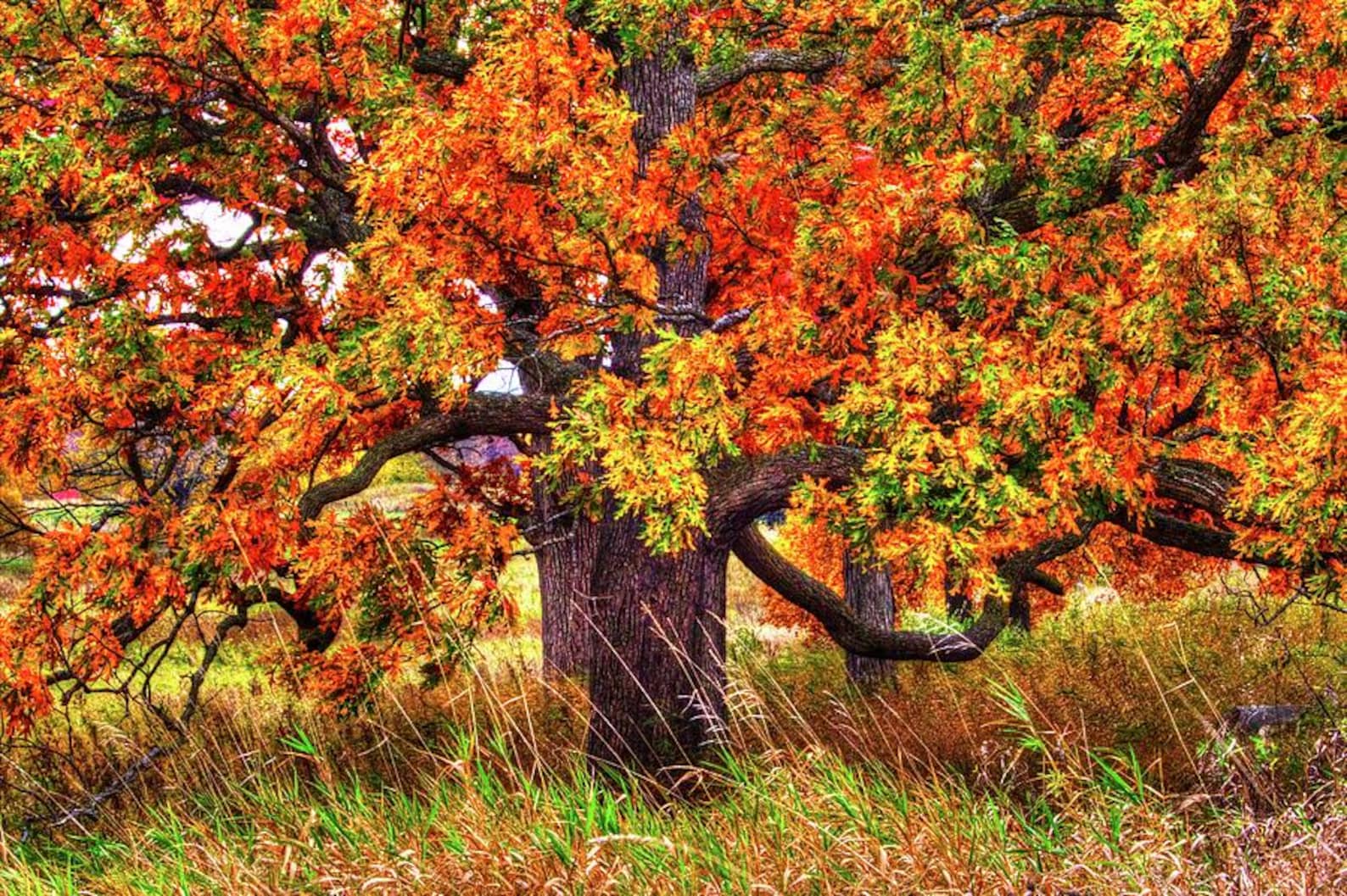 15 Burr Oak Seeds (w/ 10-year Bonsai Growing Guide) / Quercus ...